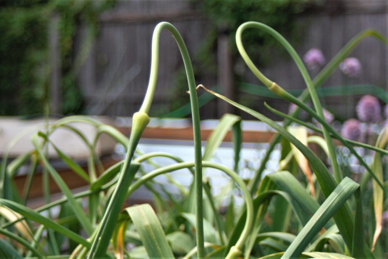 Einkorn Pasta with Garlic Scapes and Chives – akukskitchen.com